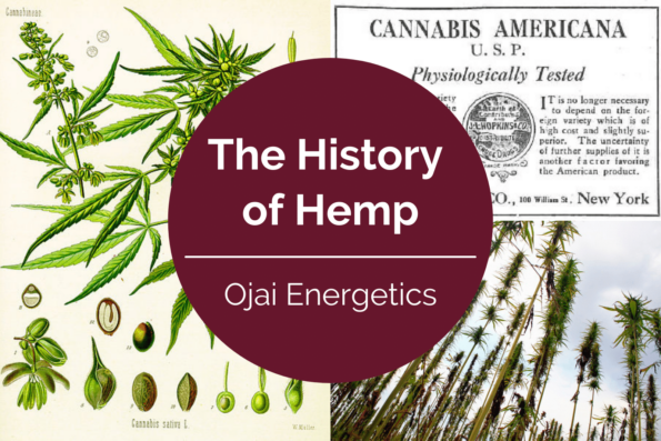 The History of Hemp: Where and When was Hemp First Used?